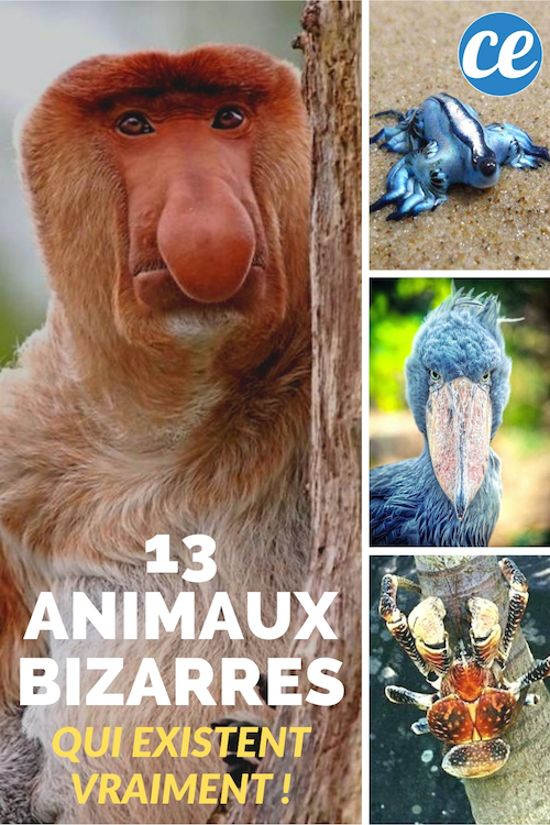 13 Animaux Bizarres Qui Existent Vraiment.
