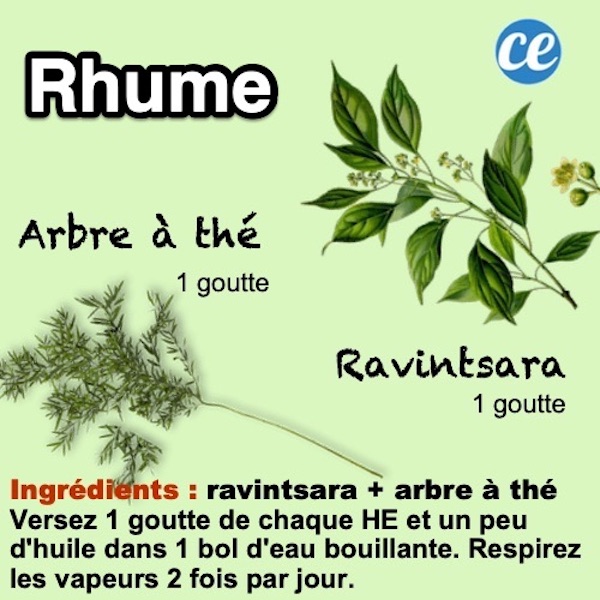 Le Remède Miracle Contre Le Rhume (à Base d'Huiles Essentielles).