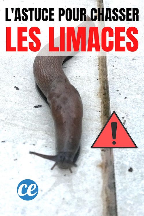 Puissant & Naturel : L'Anti-Limace à Pulvériser Pour Protéger Votre Jardin.