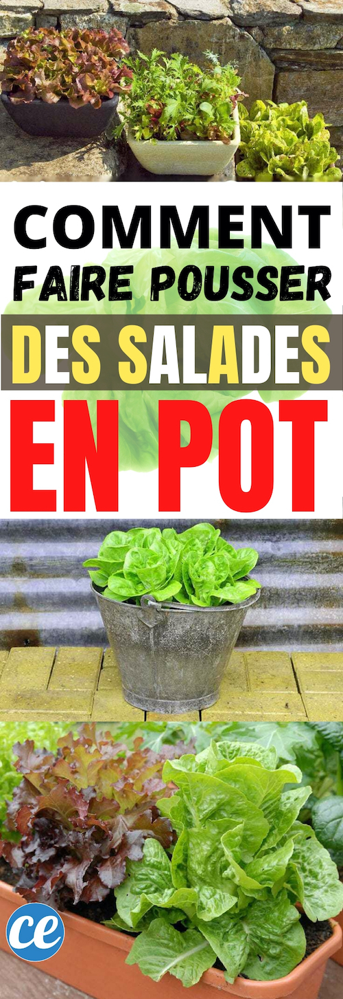 Voici Comment Faire Pousser de la Salade En Pot Facilement.