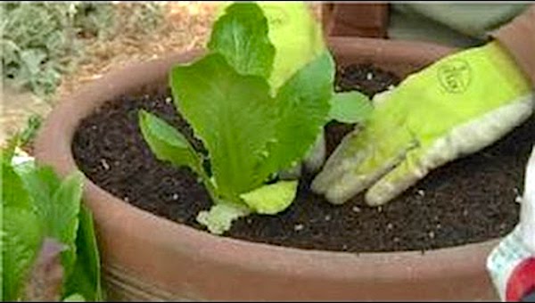 Voici Comment Faire Pousser de la Salade En Pot Facilement.