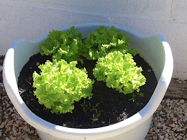 Voici Comment Faire Pousser de la Salade En Pot Facilement.