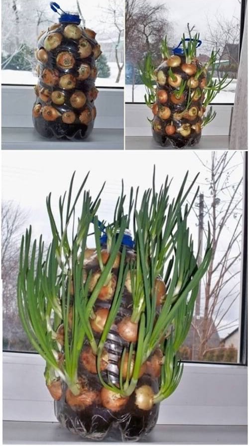 100 Astuces Pour le Jardin Qui Facilitent la Vie.