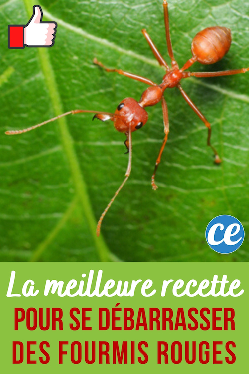Fourmis Rouges : Le Secret Pour S'en Débarrasser Sans Insecticide.