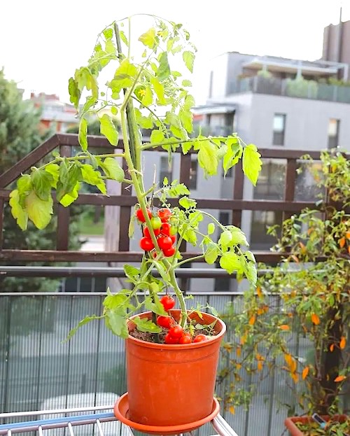 23 Astuces Pour Faire Pousser Un Paquet De Tomates Sur Votre Balcon.