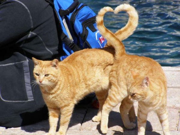 28 Photos Incroyables Prises Pile au Bon Moment.
