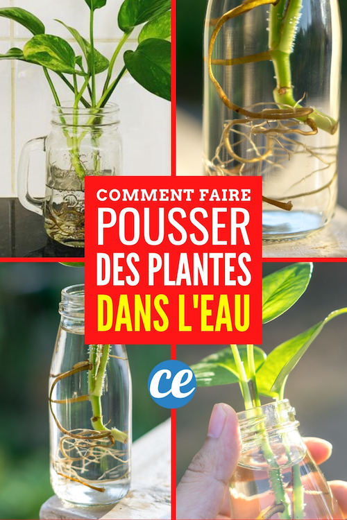 Comment Faire Pousser de Belles Plantes d'Intérieur Juste Dans de l'Eau.