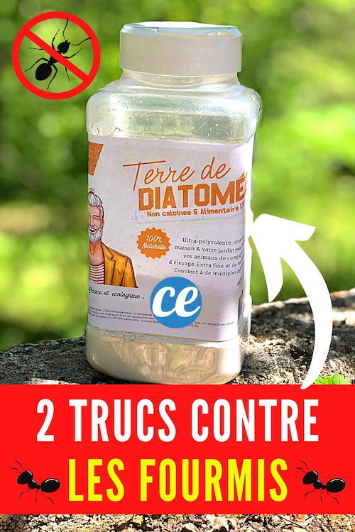 2 Trucs Naturels Pour Stopper une Invasion de Fourmis En Urgence.