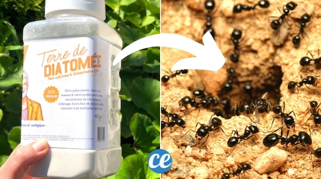 2 Trucs Naturels Pour Stopper une Invasion de Fourmis En Urgence.
