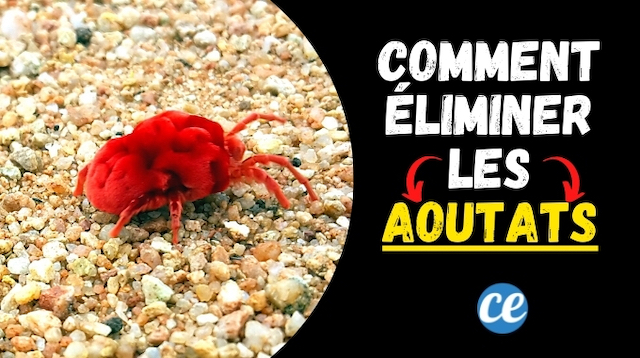 Comment Se Débarrasser des Aoûtats Dans le Jardin (Et Éviter les Piqûres.).