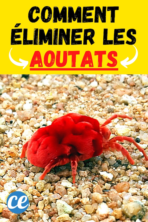 Comment Se Débarrasser des Aoûtats Dans le Jardin (Et Éviter les Piqûres.).