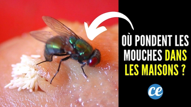 Où Pondent les Mouches Dans les Maisons ? (Et Comment Éliminer les Oeufs).