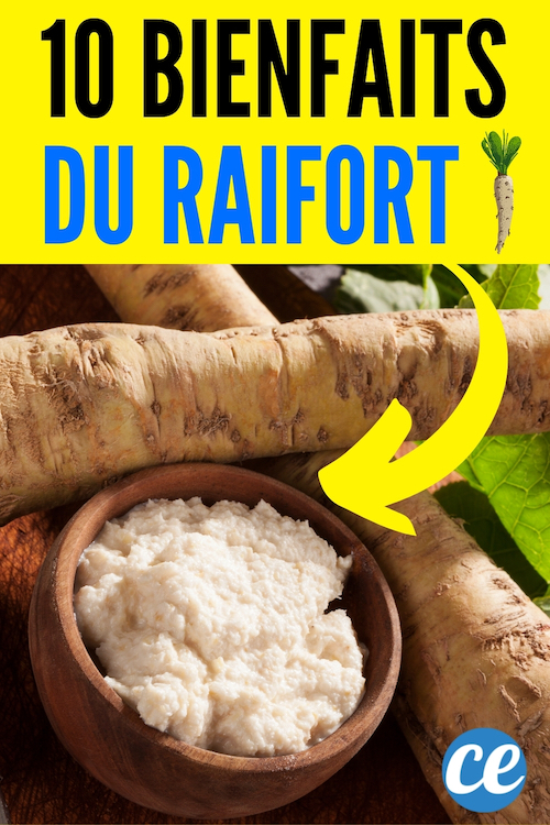 Les 10 Bienfaits du Raifort Sur la Santé (Que Personne Ne Connaît).