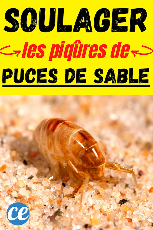 Puces de Sable : Comment Soulager les Piqûres Instantanément.