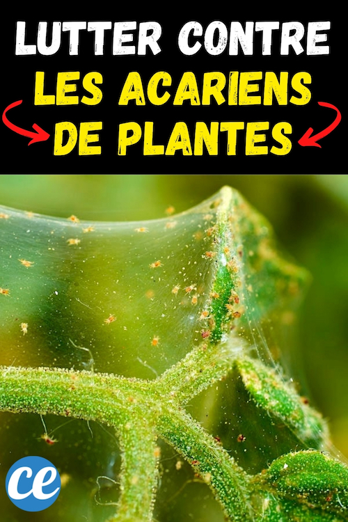 Acariens des Plantes : 7 Astuces Pour S'en Débarrasser Au Naturel.