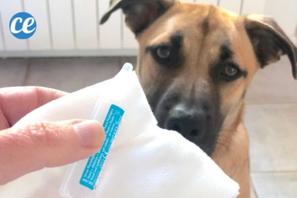 Serum Physiologique Pour Chien