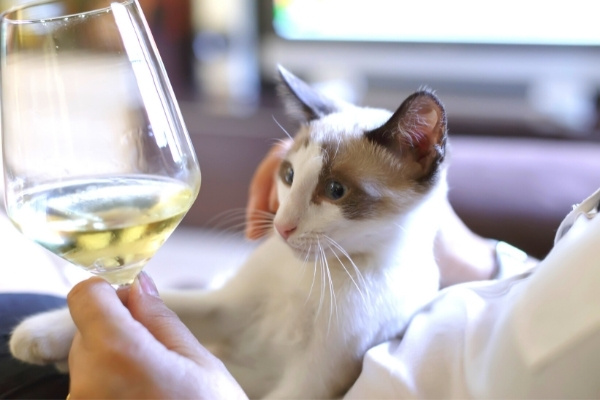 16 Aliments Toxiques à Ne Jamais Donner à Votre Chat (Révélés Par Mon ...