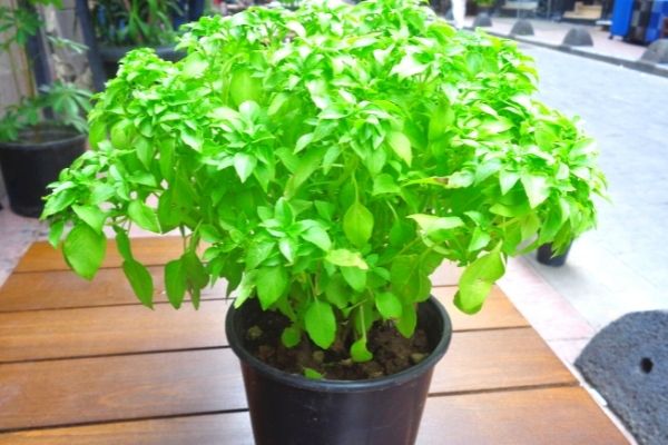 L'Astuce Pour Faire Pousser du Basilic en Intérieur (Et en Avoir à l ...