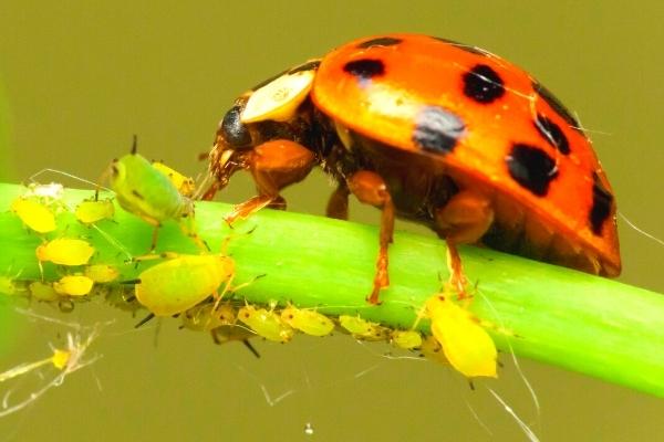 Comment Se Débarrasser des Pucerons Sur Les Tomates.