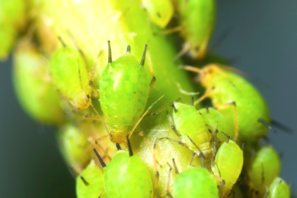 Comment Se Débarrasser des Pucerons Sur Les Tomates.