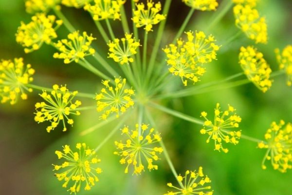 6 Bienfaits Méconnus de l'Aneth Sur la Santé.