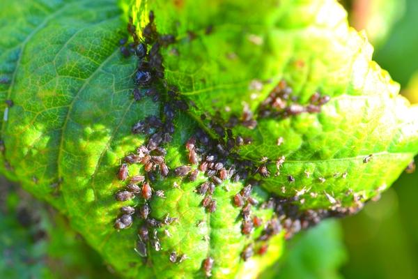 Les Pucerons Sont-Ils Dangereux Pour l’Homme