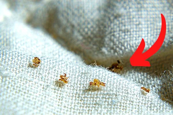 Puces de Parquet : 10 Astuces Qui Marchent Pour S'en Débarrasser Vite.