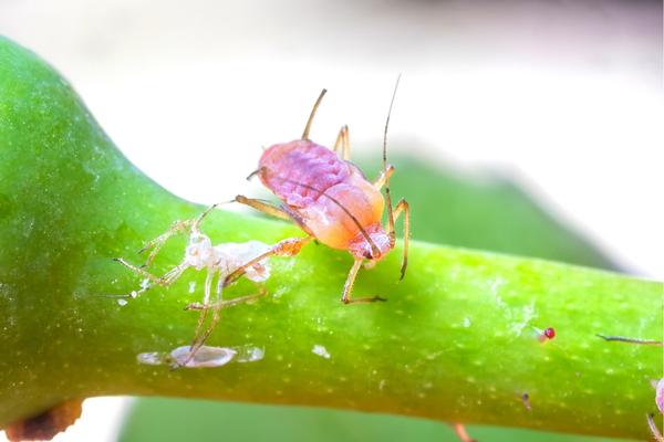 Les Pucerons Sont-Ils Dangereux Pour l’Homme