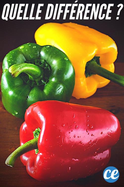 Quelle Différence Entre un Poivron Rouge, Vert et Jaune