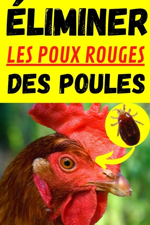 Poules : Comment Éliminer les Poux avec du Bicarbonate de Soude.