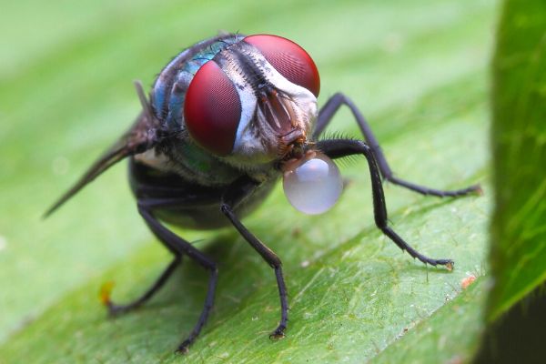 Faut-il Jeter la Nourriture Si une Mouche S'est Posée Dessus