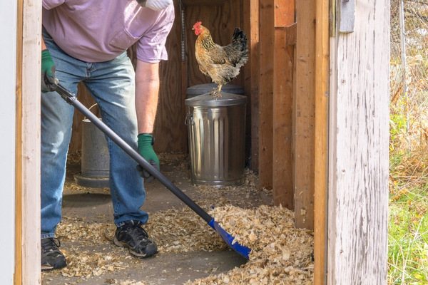 Poules : Comment Éliminer les Poux avec du Bicarbonate de Soude.