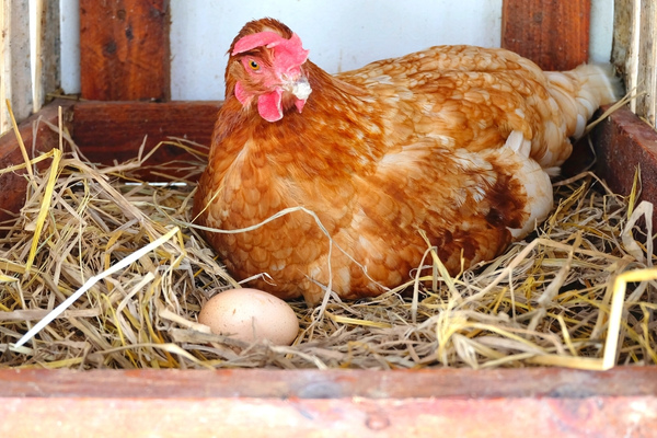 4 Utilisations du Bicarbonate pour les Poules.