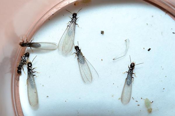 Fourmis Volantes : 12 Astuces Pour S'en Débarrasser.