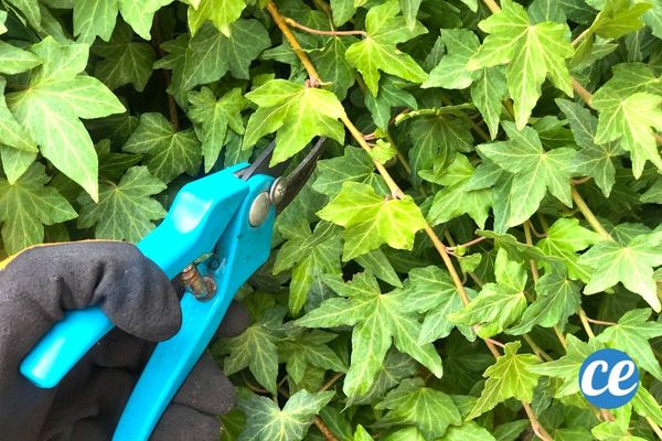 Comment Se Débarrasser du Lierre ? 7 Désherbants Naturels et Efficaces.