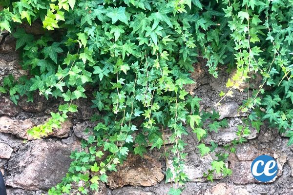 Comment Se Débarrasser du Lierre ? 7 Désherbants Naturels et Efficaces.