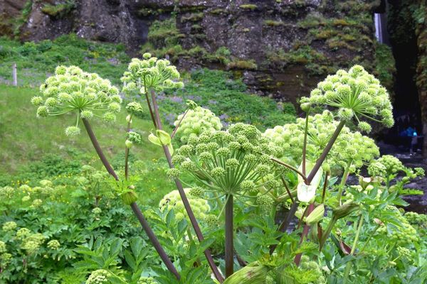 Ronces : 7 Astuces Pour S'en Débarrasser Définitivement.