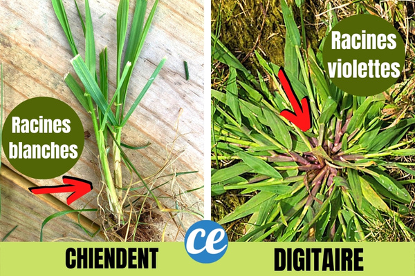 Comment Éliminer le Chiendent Définitivement avec du Vinaigre Blanc.