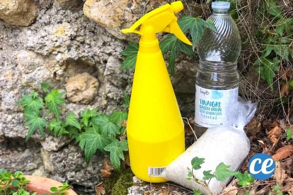 Comment Se Débarrasser du Lierre ? 7 Désherbants Naturels et Efficaces.