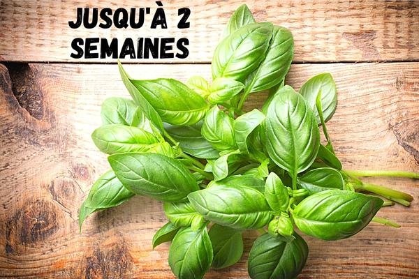 L'Astuce Pour Conserver le Basilic Frais (Pendant des Mois).