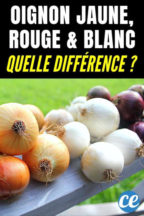 Quelle Différence Entre un Oignon Jaune, Rouge ou Blanc