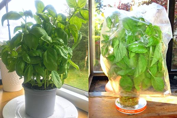 L'Astuce Pour Conserver le Basilic Frais (Pendant des Mois).