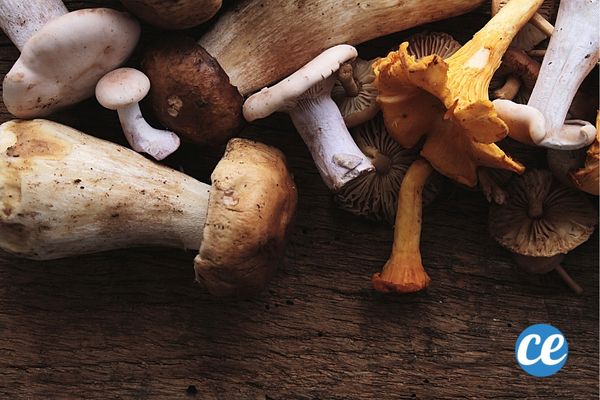 Où Trouver des Champignons En Ce Moment ? La Carte des Coins Secrets.