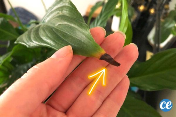 Pourquoi le Bout des Feuilles de Mes Plantes Devient Marron ? Et ...