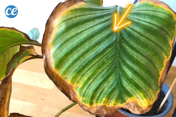Pourquoi le Bout des Feuilles de Mes Plantes Devient Marron ? Et ...
