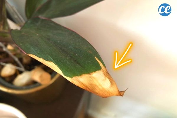 Pourquoi le Bout des Feuilles de Mes Plantes Devient Marron ? Et ...