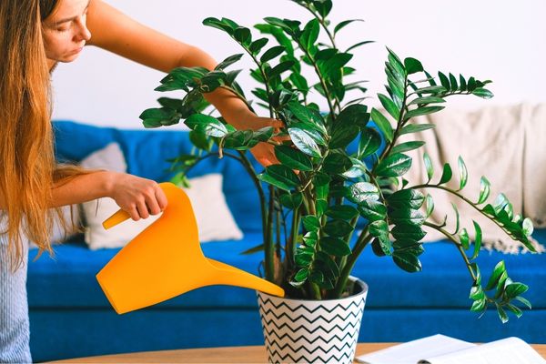 Quand Rempoter une Plante Dans un Plus Grand Pot ? 4 Signes Qui Ne ...