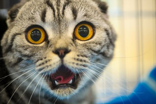 Pourquoi Mon Chat Fait Caca Partout ? Et Mes Astuces Pour Qu'il Arrête ...