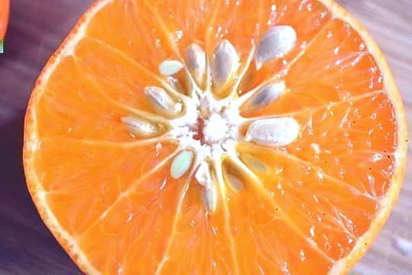Quelle différence entre une mandarine et une clémentine ? L’astuce pour ...
