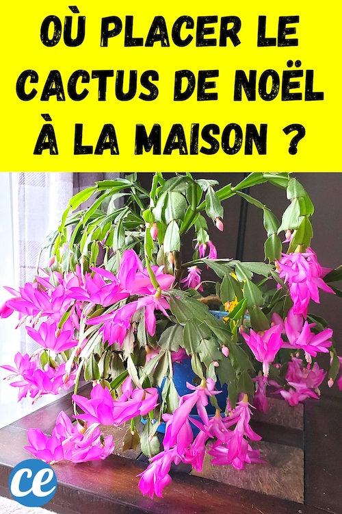 Où Faut-il Placer le Cactus de Noël à la Maison ? Dehors ou Dedans